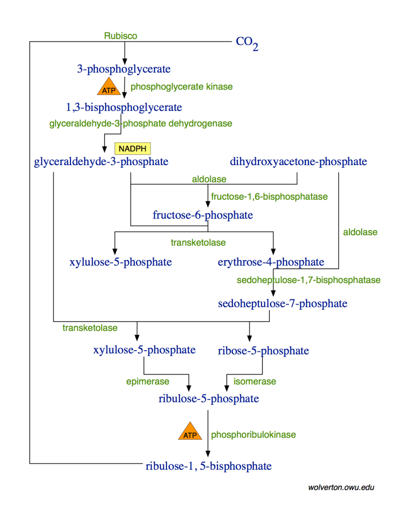 Calvin Cycle Flowchart | Plant Phys Primer
