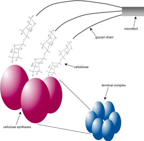 Growth | Plant Phys Primer