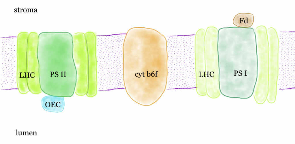 Photosynthesis – Light Reactions | Plant Phys Primer