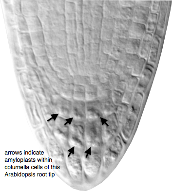 Gravity Sensing | Plant Phys Primer