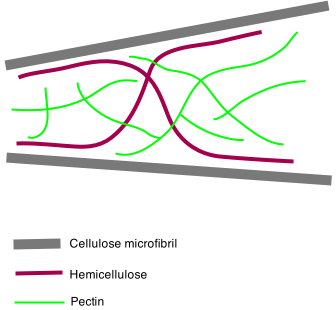 Growth | Plant Phys Primer