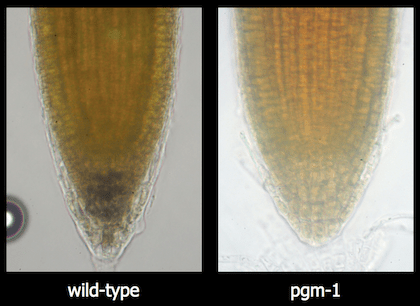 Gravity Sensing | Plant Phys Primer